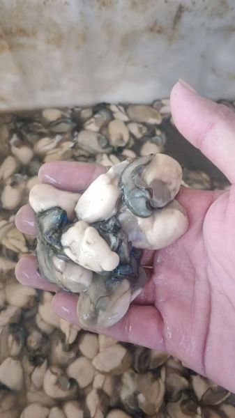 海蛎子肉怎么吃最好_新鲜海蛎子肉的家常做法-第2张图片-山城妙识