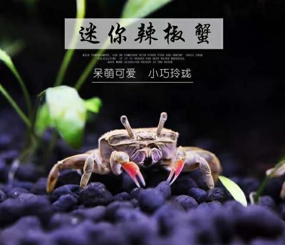 辣椒蟹怎么养_辣椒蟹养殖注意事项-第3张图片-山城妙识 辣椒蟹怎么养_辣椒蟹养殖注意事项-第3张图片-山城妙识