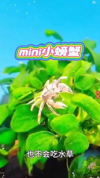 辣椒蟹怎么养_辣椒蟹养殖注意事项-第2张图片-山城妙识 辣椒蟹怎么养_辣椒蟹养殖注意事项-第2张图片-山城妙识