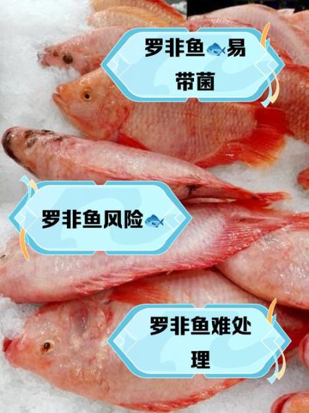 罗非鱼为什么不能吃_吃罗非鱼有什么危害-第1张图片-山城妙识