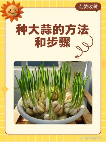 大蒜苗图片怎么保存_大蒜苗图片高清拍摄技巧-第1张图片-山城妙识