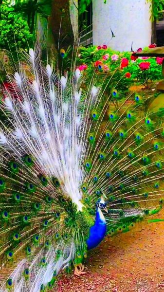 孔雀开屏视频播放_如何拍摄高清孔雀开屏-第1张图片-山城妙识 孔雀开屏视频播放_如何拍摄高清孔雀开屏-第1张图片-山城妙识