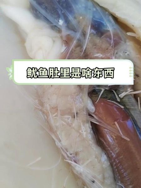 鱿鱼仔肚子里是什么_鱿鱼仔肚子里的东西能吃吗-第1张图片-山城妙识