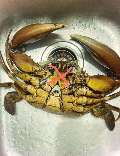 花蟹怎么杀图解_花蟹清洗处理步骤-第1张图片-山城妙识 花蟹怎么杀图解_花蟹清洗处理步骤-第1张图片-山城妙识