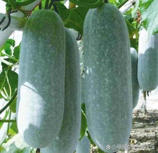 甲状腺结节不能吃什么水果_甲状腺最怕的2个水果-第1张图片-山城妙识