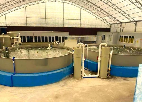 南美白对虾工厂化养殖成本_南美白对虾工厂化养殖技术要点-第2张图片-山城妙识