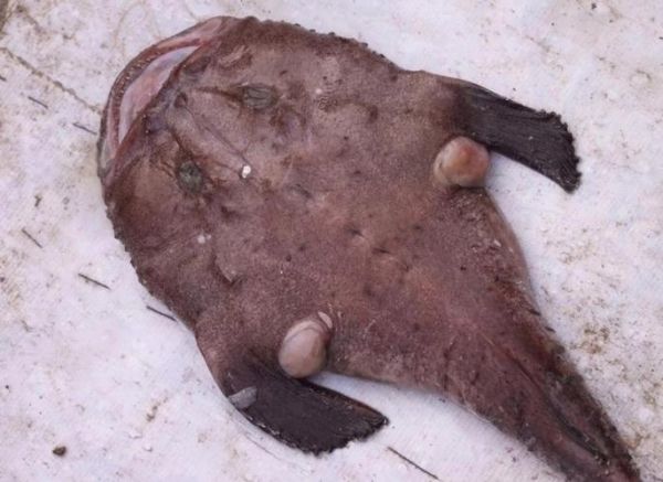 雄性鮟鱇鱼为什么那么惨_如何寄生在雌性体内-第2张图片-山城妙识 雄性鮟鱇鱼为什么那么惨_如何寄生在雌性体内-第2张图片-山城妙识