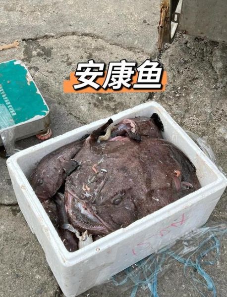 雄性鮟鱇鱼为什么那么惨_如何寄生在雌性体内-第1张图片-山城妙识 雄性鮟鱇鱼为什么那么惨_如何寄生在雌性体内-第1张图片-山城妙识