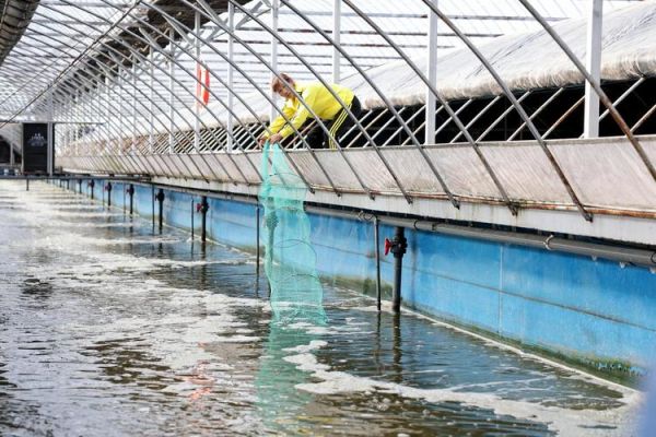 南美白对虾工厂化养殖成本_南美白对虾工厂化养殖技术要点-第3张图片-山城妙识