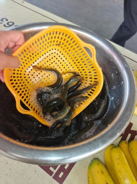 泥鳅怎么杀_野生泥鳅怎么洗才干净-第3张图片-山城妙识 泥鳅怎么杀_野生泥鳅怎么洗才干净-第3张图片-山城妙识