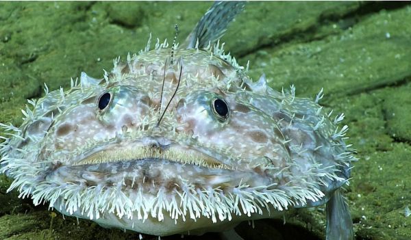 雄性鮟鱇鱼为什么那么惨_如何寄生在雌性体内-第3张图片-山城妙识 雄性鮟鱇鱼为什么那么惨_如何寄生在雌性体内-第3张图片-山城妙识