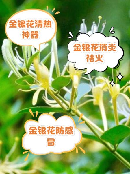 金银花泡水喝的功效与作用_金银花适合哪些人群-第1张图片-山城妙识