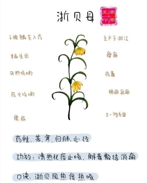 贝母的功效与作用有哪些_川贝母与浙贝母区别-第3张图片-山城妙识 贝母的功效与作用有哪些_川贝母与浙贝母区别-第3张图片-山城妙识