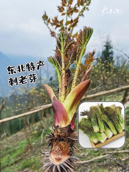 刺老芽怎么做好吃_刺老芽的家常做法-第1张图片-山城妙识