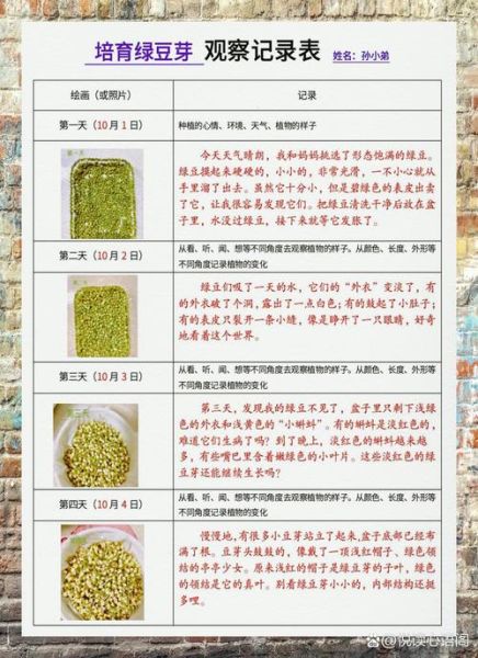 绿豆观察日记怎么写_绿豆发芽过程图片记录-第1张图片-山城妙识 绿豆观察日记怎么写_绿豆发芽过程图片记录-第1张图片-山城妙识
