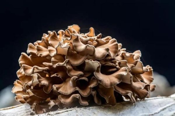 灰树花菇怎么做好吃_灰树花菇的家常做法-第2张图片-山城妙识