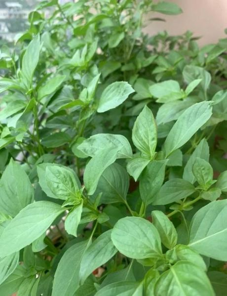 九层塔的功效与作用_九层塔怎么吃最好-第2张图片-山城妙识