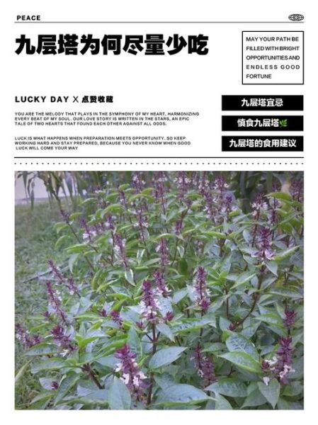 九层塔的功效与作用_九层塔怎么吃最好-第3张图片-山城妙识