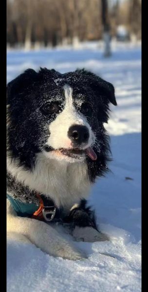 雪里红狗是什么品种_雪里红狗多少钱一只-第1张图片-山城妙识