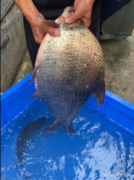 鳊鱼多少钱一斤_鳊鱼价格行情最新价-第2张图片-山城妙识
