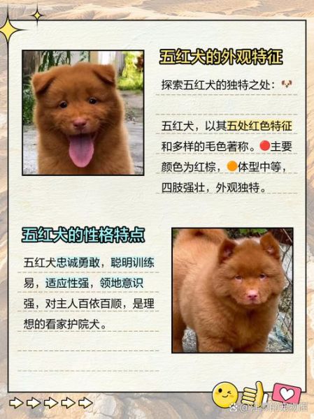 雪里红狗是什么品种_雪里红狗多少钱一只-第2张图片-山城妙识