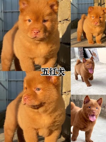 雪里红狗是什么品种_雪里红狗多少钱一只-第3张图片-山城妙识
