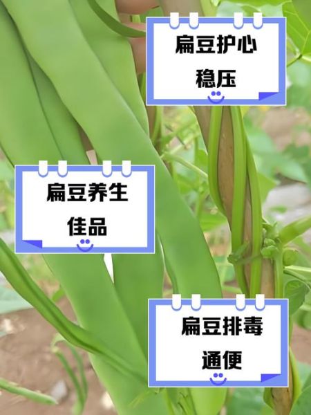 小扁豆禁忌人群有哪些_痛风患者能吃小扁豆吗-第1张图片-山城妙识 小扁豆禁忌人群有哪些_痛风患者能吃小扁豆吗-第1张图片-山城妙识