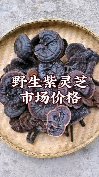 紫灵芝多少钱一斤_紫灵芝价格行情-第3张图片-山城妙识