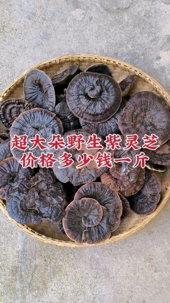 紫灵芝多少钱一斤_紫灵芝价格行情-第1张图片-山城妙识