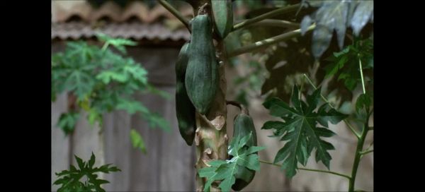 青木瓜之味讲了什么故事_青木瓜之味深度解析-第1张图片-山城妙识