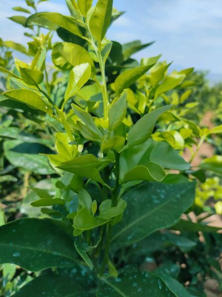 沙糖桔怎么种_沙糖桔种植技术与管理-第1张图片-山城妙识 沙糖桔怎么种_沙糖桔种植技术与管理-第1张图片-山城妙识