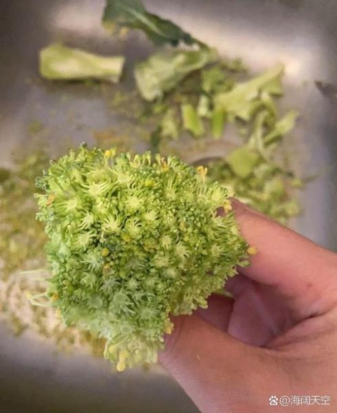 西兰花变黄掉籽能吃吗_西兰花变黄掉籽还能吃吗-第1张图片-山城妙识