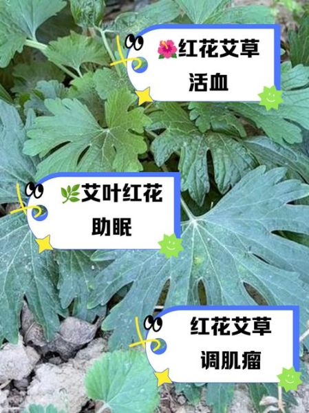 红艾草的功效与作用_红艾草怎么用效果最好-第1张图片-山城妙识