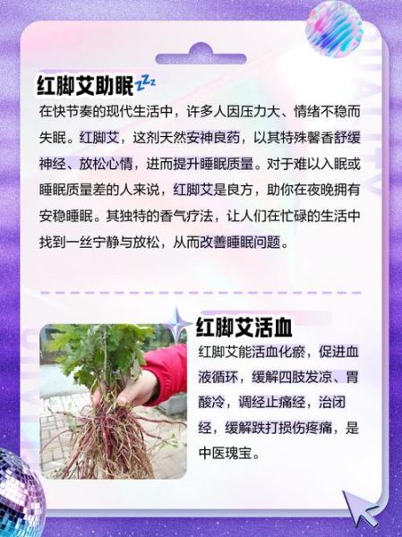 红艾草的功效与作用_红艾草怎么用效果最好-第3张图片-山城妙识