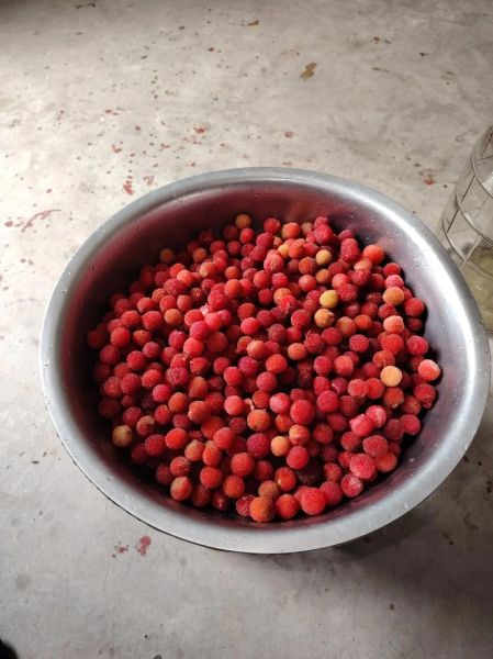 杨梅酒怎么制作方法_杨梅酒泡多久可以喝-第3张图片-山城妙识 杨梅酒怎么制作方法_杨梅酒泡多久可以喝-第3张图片-山城妙识