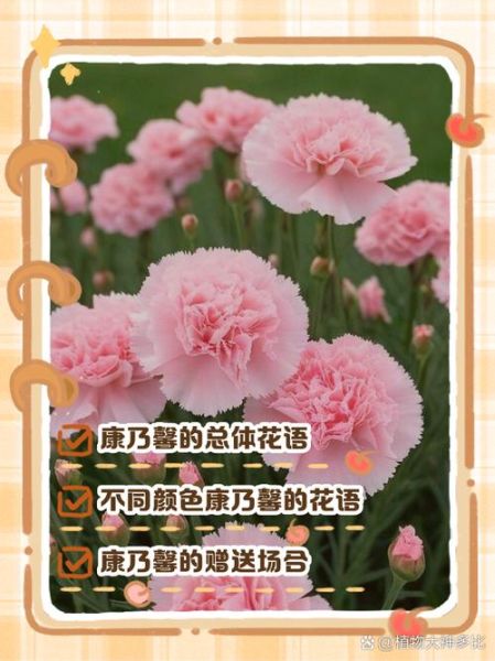 康乃馨的花语是什么_送几朵代表什么-第3张图片-山城妙识 康乃馨的花语是什么_送几朵代表什么-第3张图片-山城妙识