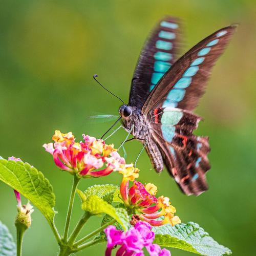 花蝴蝶蝶恋花直播怎么下载_花蝴蝶蝶恋花直播安全吗-第2张图片-山城妙识