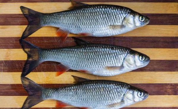 四大淡水鱼是哪四种_青鱼草鱼鲢鳙区别-第1张图片-山城妙识 四大淡水鱼是哪四种_青鱼草鱼鲢鳙区别-第1张图片-山城妙识