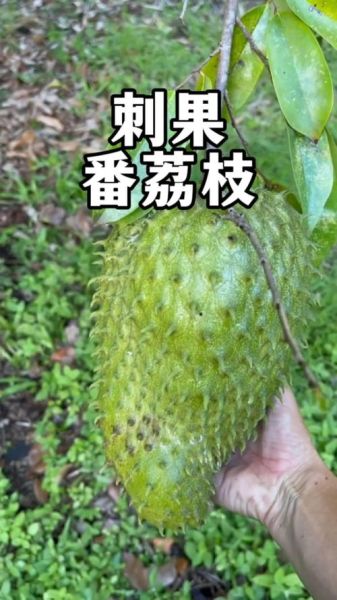 刺果番荔枝的功效与作用_刺果番荔枝怎么吃最好-第3张图片-山城妙识 刺果番荔枝的功效与作用_刺果番荔枝怎么吃最好-第3张图片-山城妙识