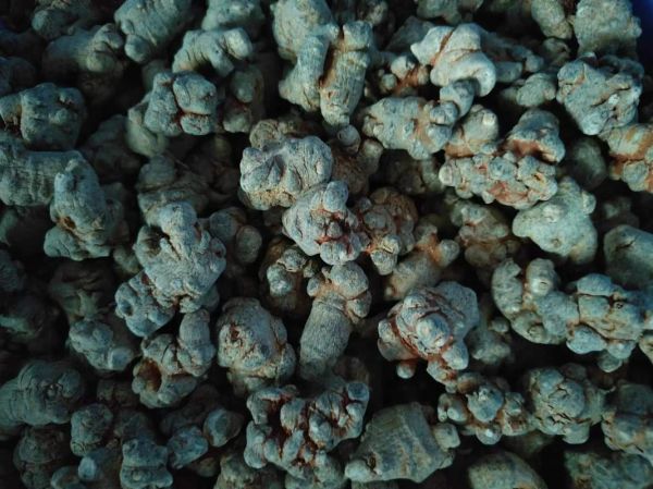 三七多少钱一斤_三七价格行情2024-第3张图片-山城妙识 三七多少钱一斤_三七价格行情2024-第3张图片-山城妙识