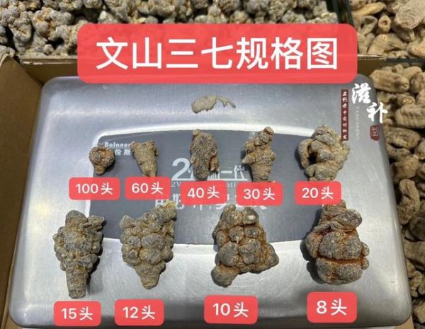 三七多少钱一斤_三七价格行情2024-第2张图片-山城妙识 三七多少钱一斤_三七价格行情2024-第2张图片-山城妙识