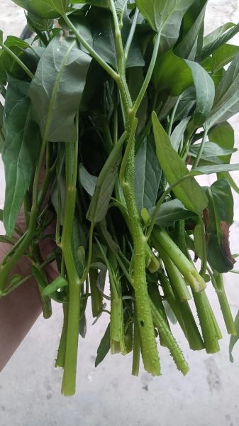 空心菜叶子能吃吗_空心菜叶子怎么吃-第1张图片-山城妙识 空心菜叶子能吃吗_空心菜叶子怎么吃-第1张图片-山城妙识