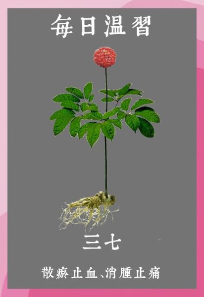 田七图片植物图片_田七长什么样-第3张图片-山城妙识