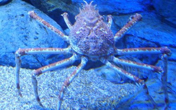蜘蛛蟹长什么样_蜘蛛蟹有毒吗-第1张图片-山城妙识
