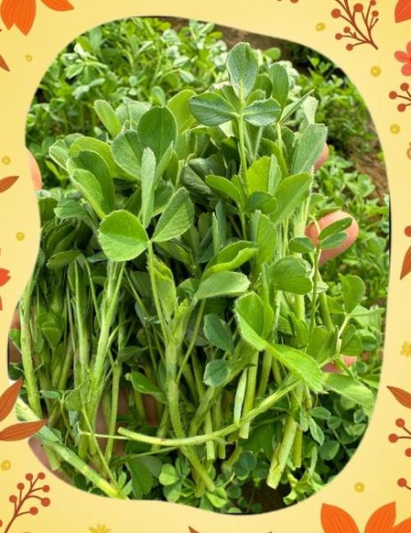 水培苜蓿怎么做_苜蓿芽多久能吃-第2张图片-山城妙识 水培苜蓿怎么做_苜蓿芽多久能吃-第2张图片-山城妙识