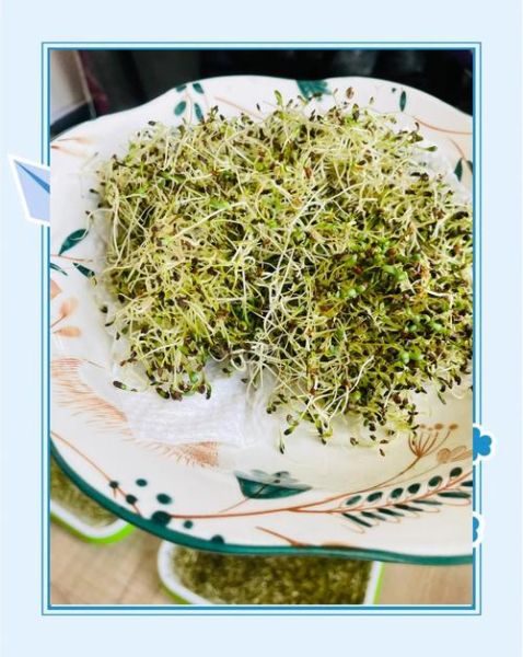 水培苜蓿怎么做_苜蓿芽多久能吃-第1张图片-山城妙识 水培苜蓿怎么做_苜蓿芽多久能吃-第1张图片-山城妙识