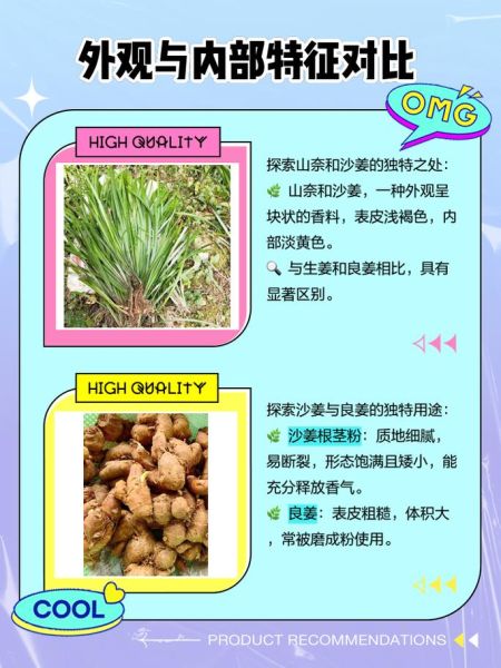 山奈图片长什么样_山奈和沙姜区别-第1张图片-山城妙识