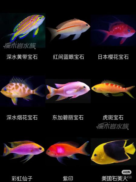 海水鱼图片大全大图_如何识别常见品种-第3张图片-山城妙识