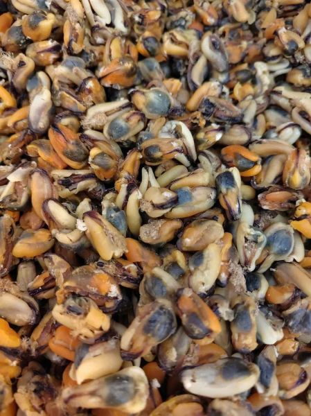 淡菜干怎么泡发_淡菜干泡发多久-第3张图片-山城妙识