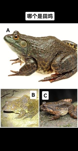 虎纹蛙是几级保护动物_虎纹蛙保护级别是多少-第1张图片-山城妙识 虎纹蛙是几级保护动物_虎纹蛙保护级别是多少-第1张图片-山城妙识